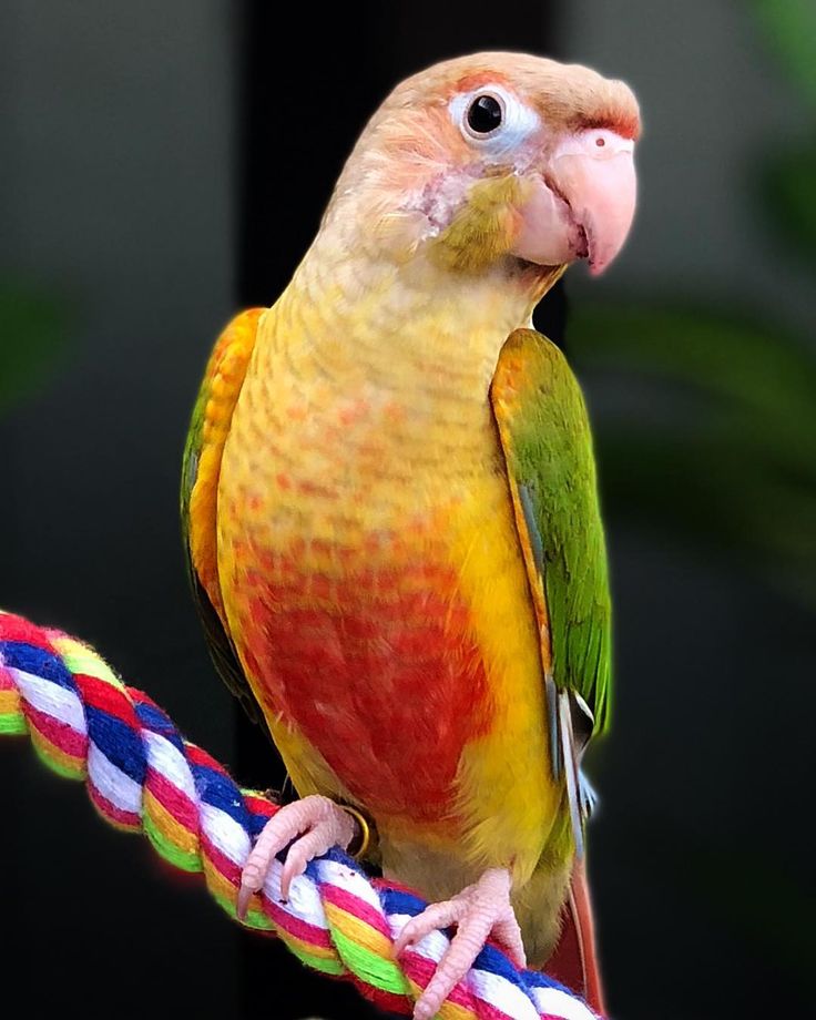 Yellow-Sided Conure – PHOOLPANCHI – BUY BIRDS & PLANTS ONLINE