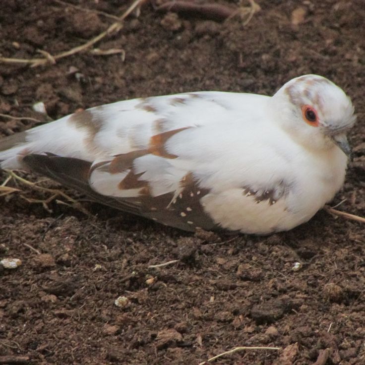 Diamond Pied Dove – PHOOLPANCHI – BUY BIRDS & PLANTS ONLINE