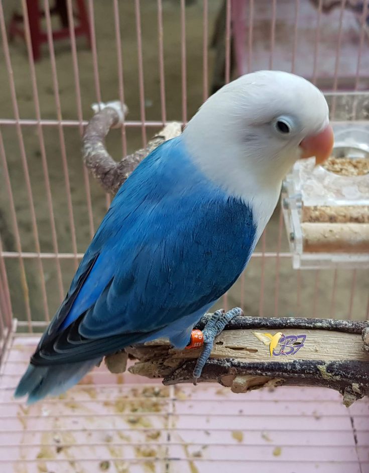 Blue Opaline – PHOOLPANCHI – BUY BIRDS & PLANTS ONLINE