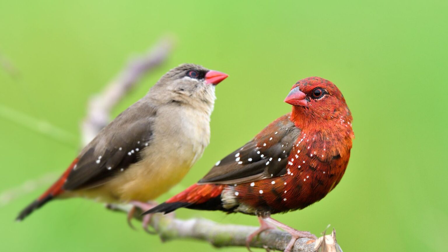 Strawberry Finch – PHOOLPANCHI – BUY BIRDS & PLANTS ONLINE